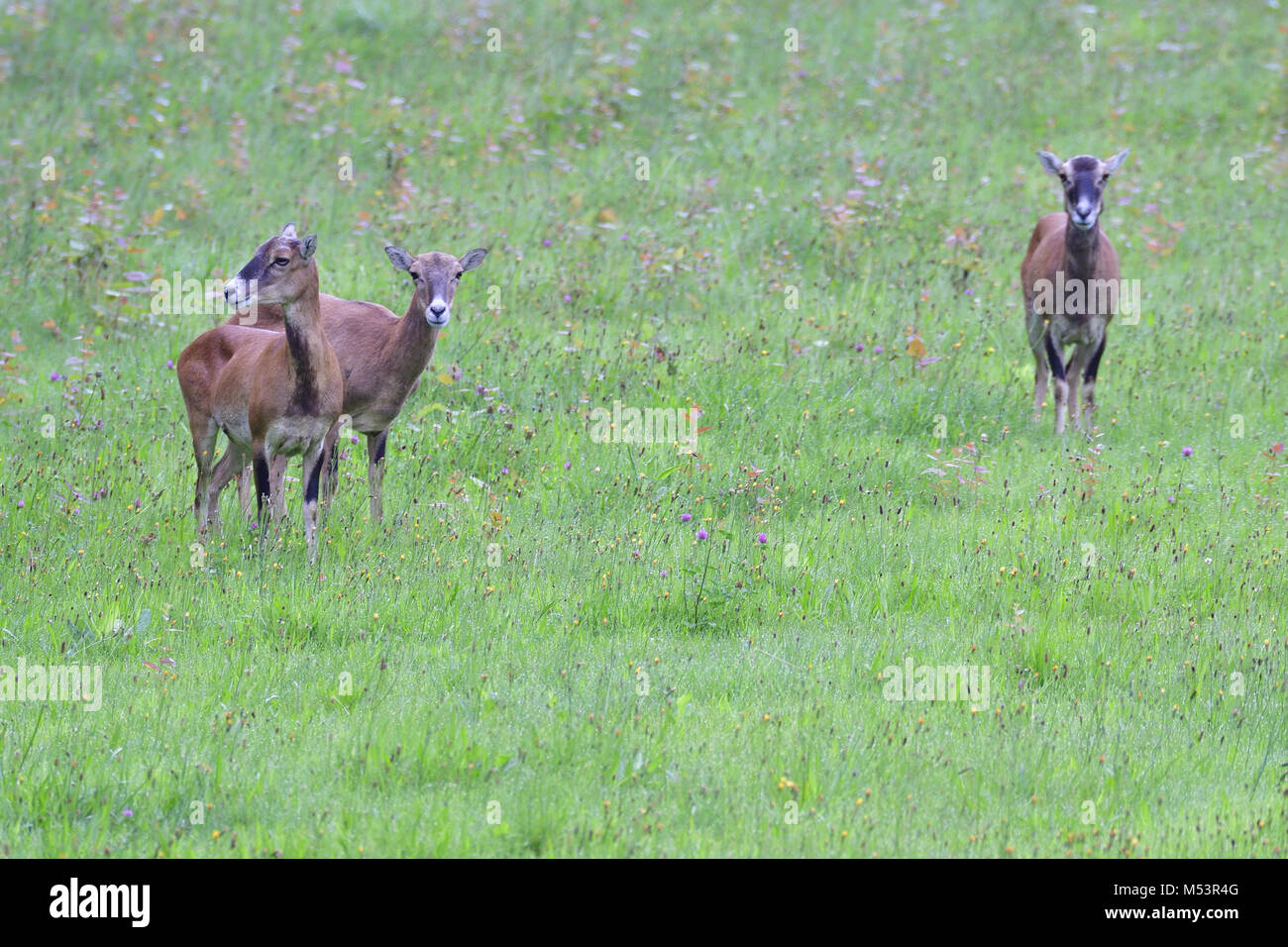 Group of mouflon hi-res stock photography and images - Alamy