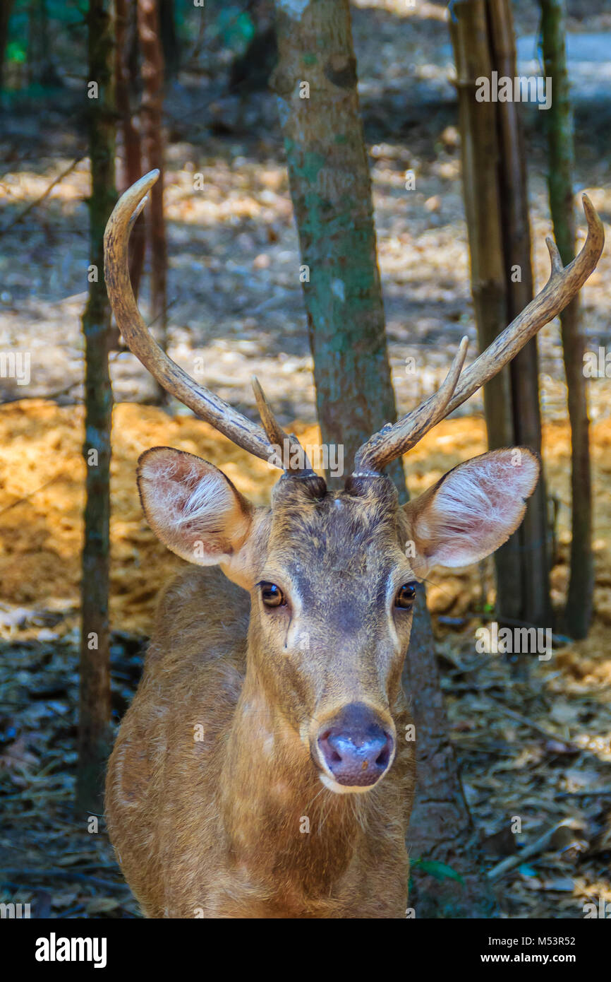 The Indian hog deer (Hyelaphus porcinus) is a small deer whose habitat ...