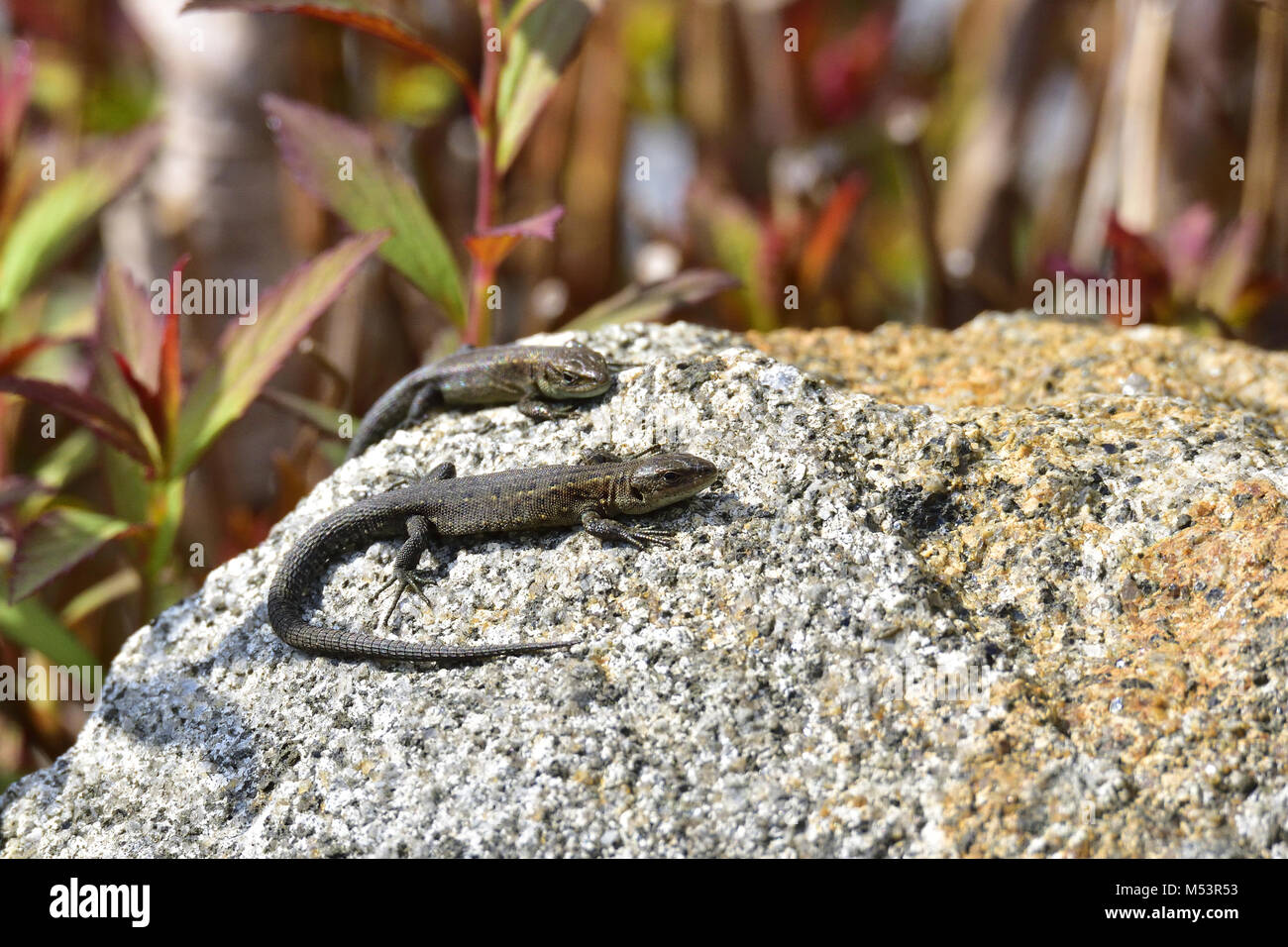 Young Sand lizard Stock Photo - Alamy