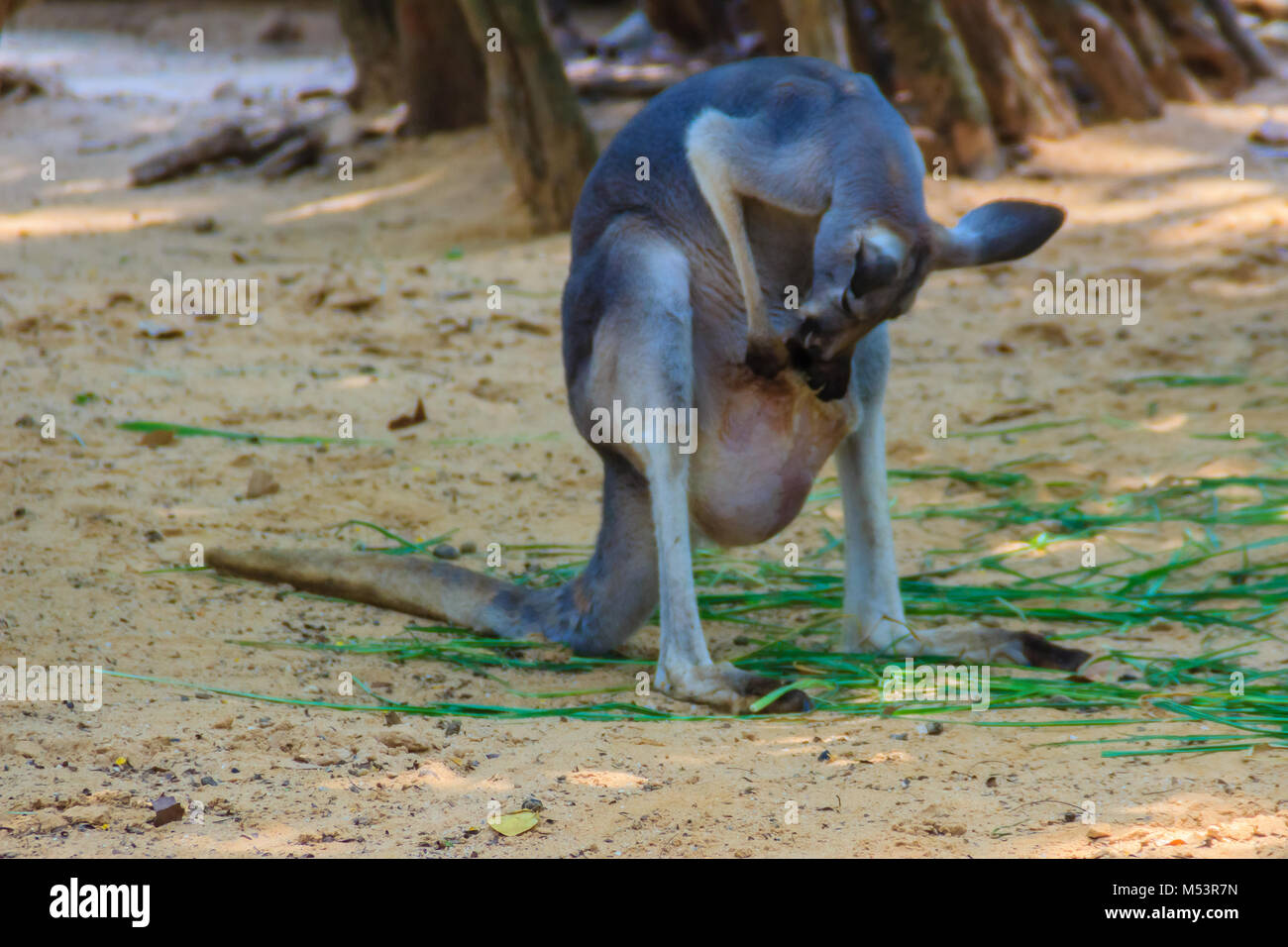 Marsupials are any members of the mammalian infraclass Marsupialia. All ...