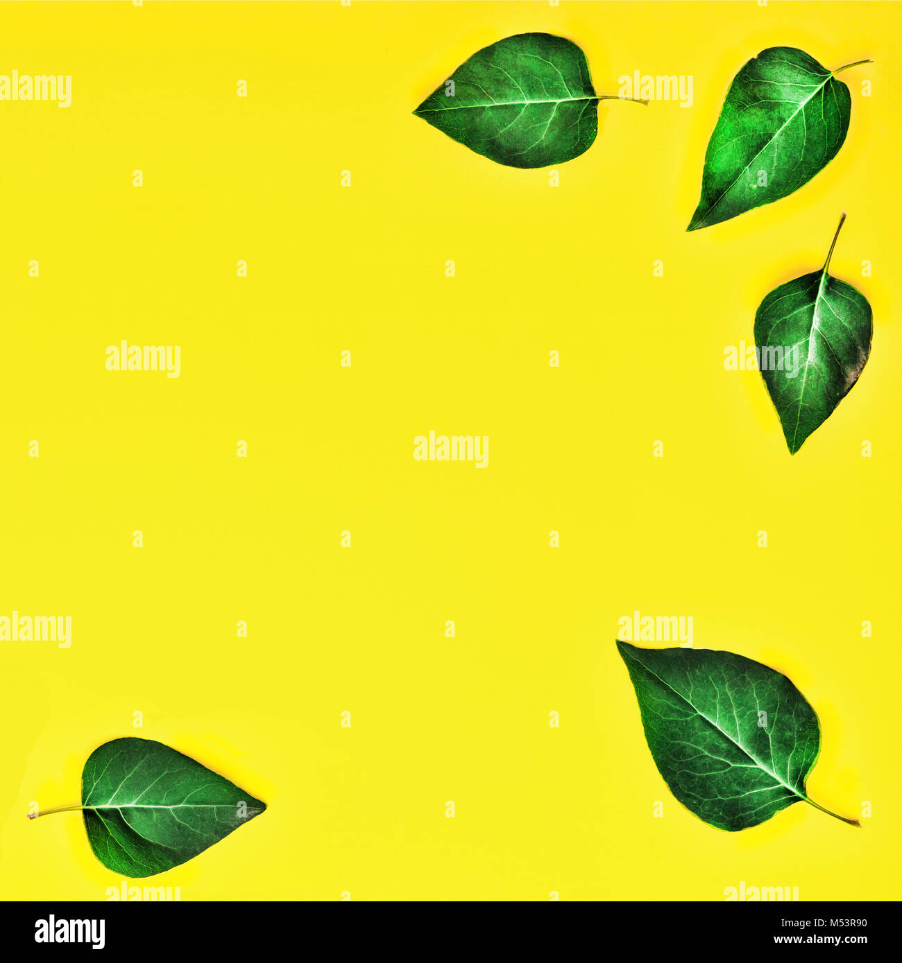 Style minimalism. Green leaves Stock Photo - Alamy