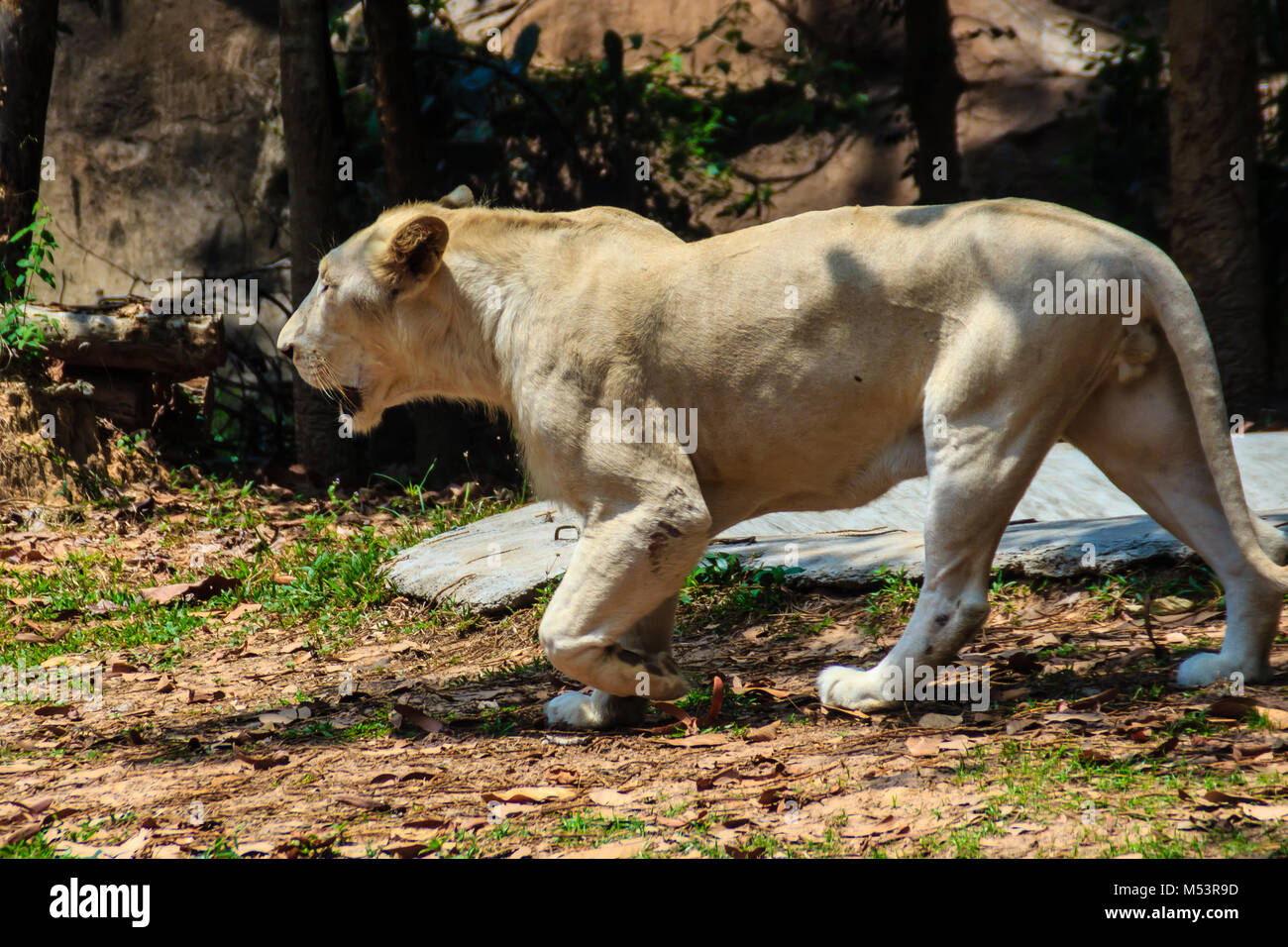 The white lion is a rare color mutation of the lion. White lions in the ...