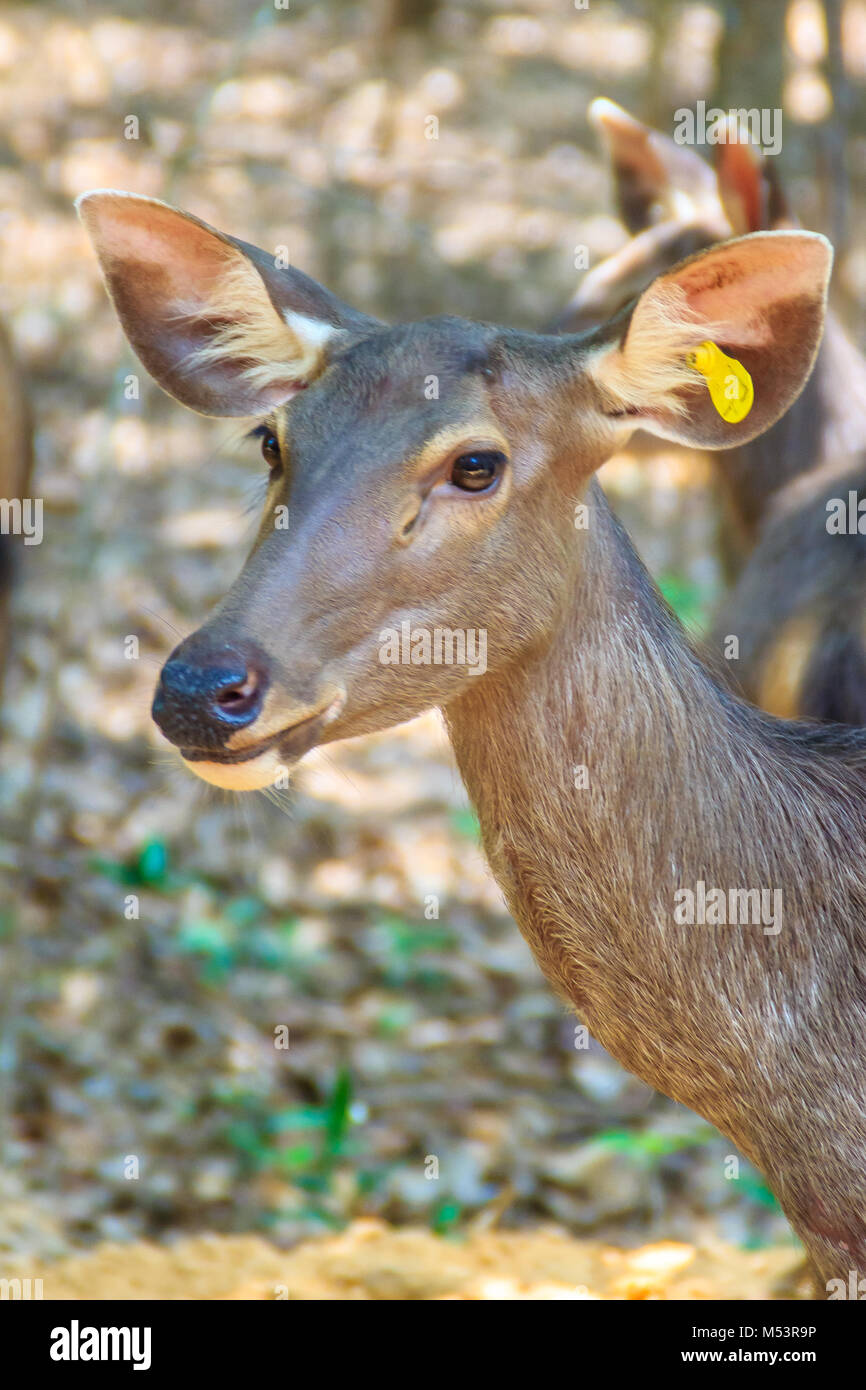 Cute Cervus eldi, or Siamese Eld's deer (Panolia eldii) also known as ...