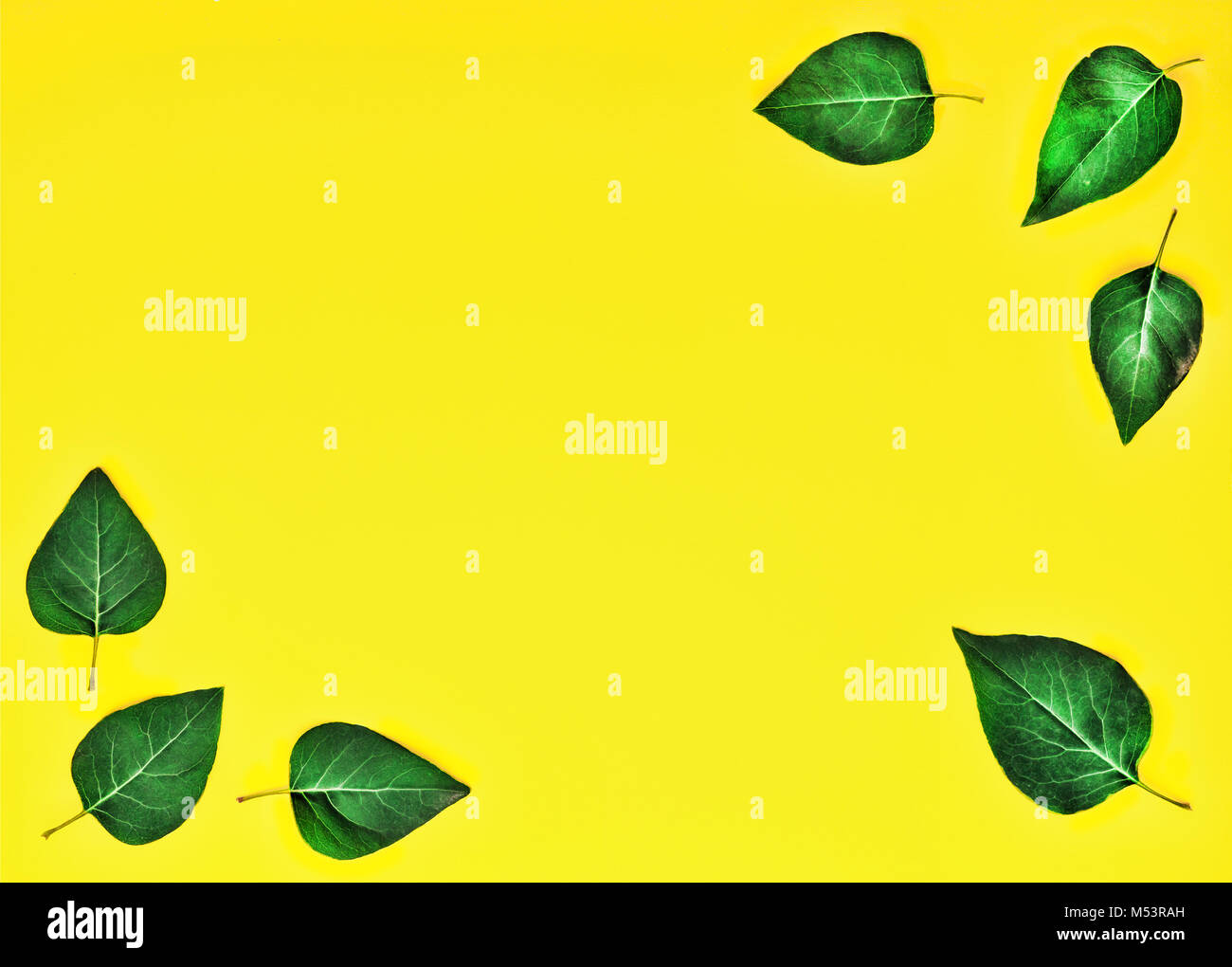 Style minimalism. Green leaves Stock Photo - Alamy