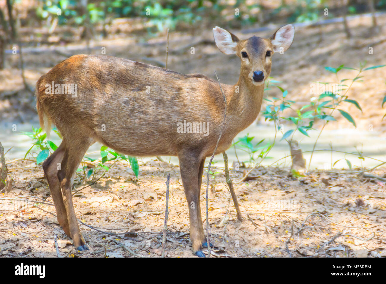 Cute Cervus eldi, or Siamese Eld's deer (Panolia eldii) also known as ...