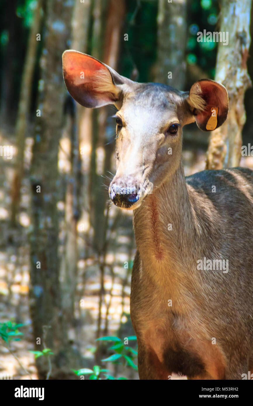 Panolia eldii siamensis hi-res stock photography and images - Alamy