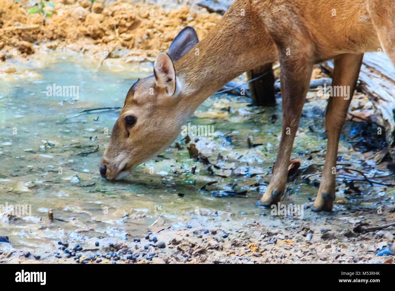 Deer Drinking Stream Stock Photos & Deer Drinking Stream Stock Images ...
