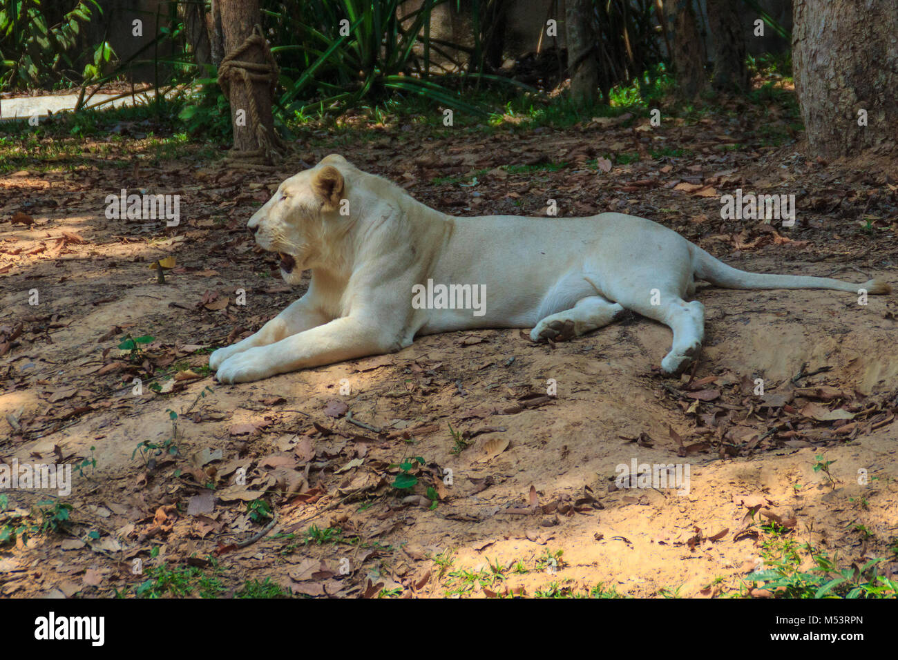 The white lion is a rare color mutation of the lion. White lions in the ...