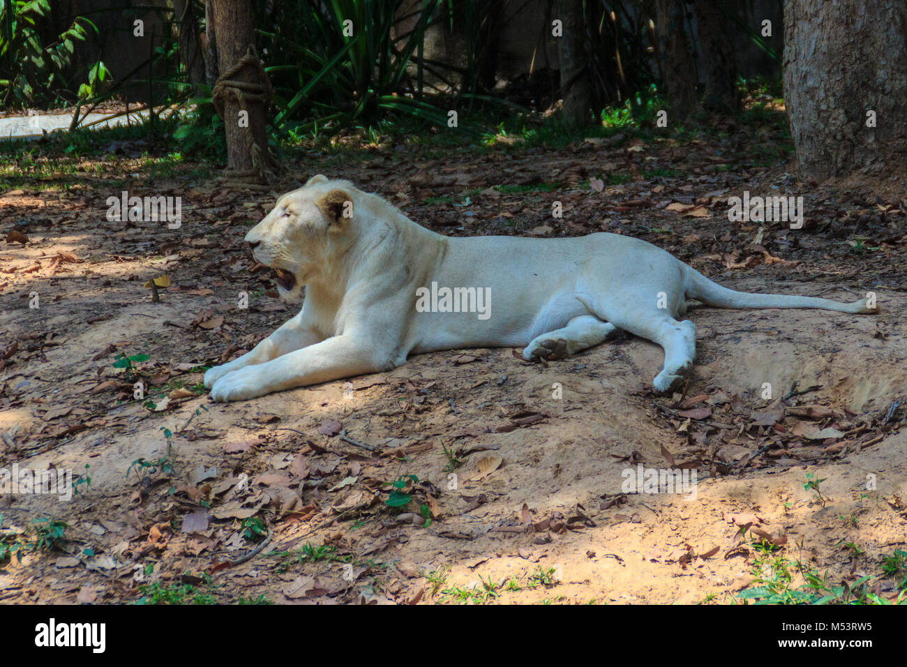 The white lion is a rare color mutation of the lion. White lions in the ...