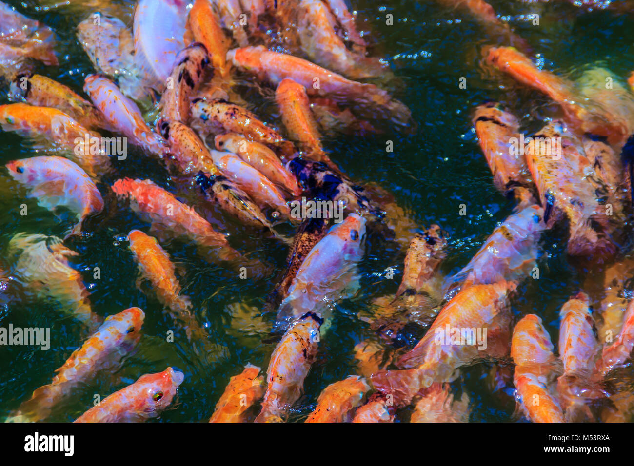 Colorful school of red/orange perch (red tilapia) fish in the fresh ...