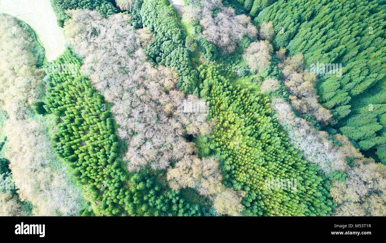 The astonishing greens of the archipelago of Azores - Portugal Stock ...