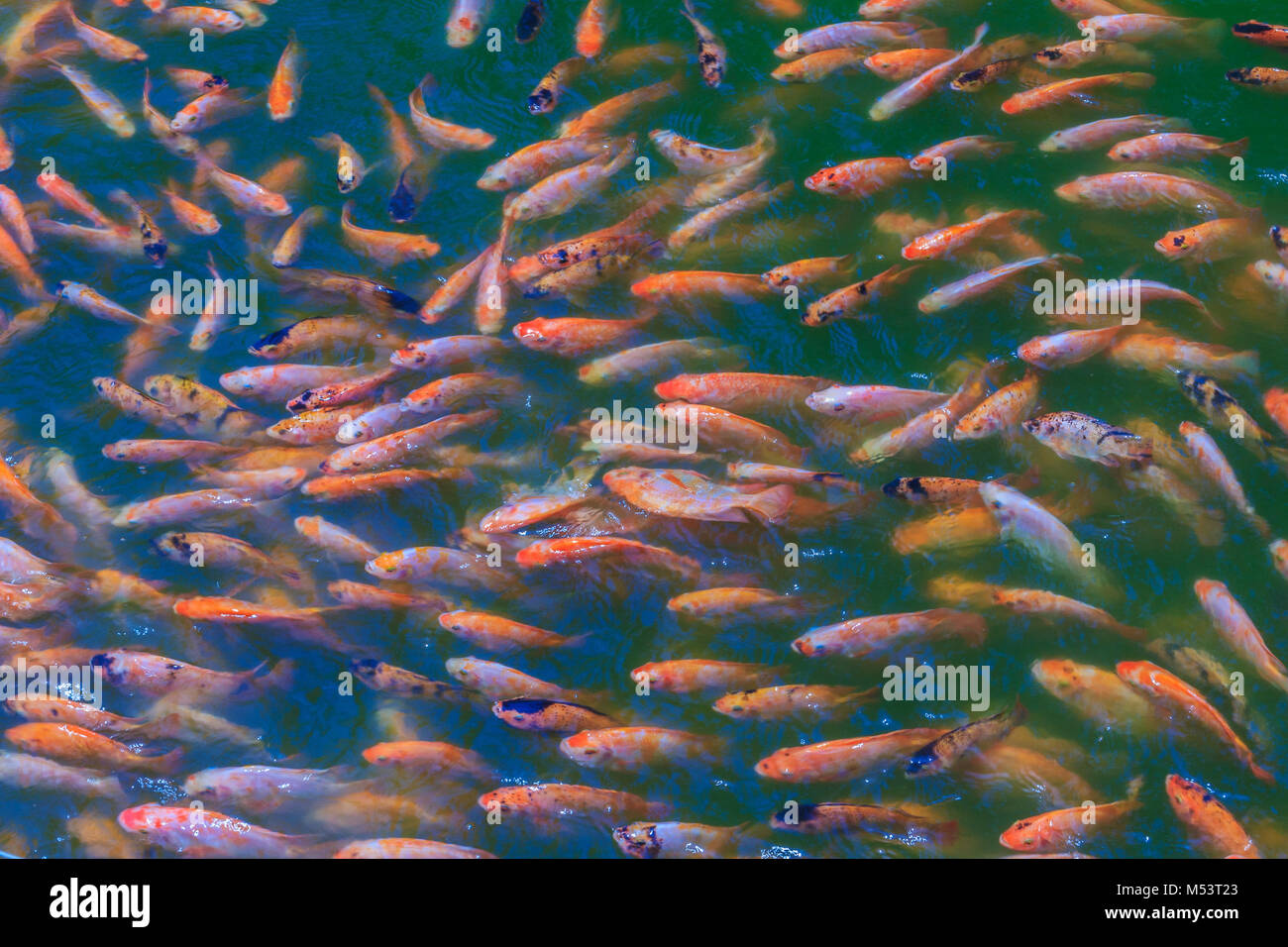 Colorful school of red/orange perch (red tilapia) fish in the fresh ...