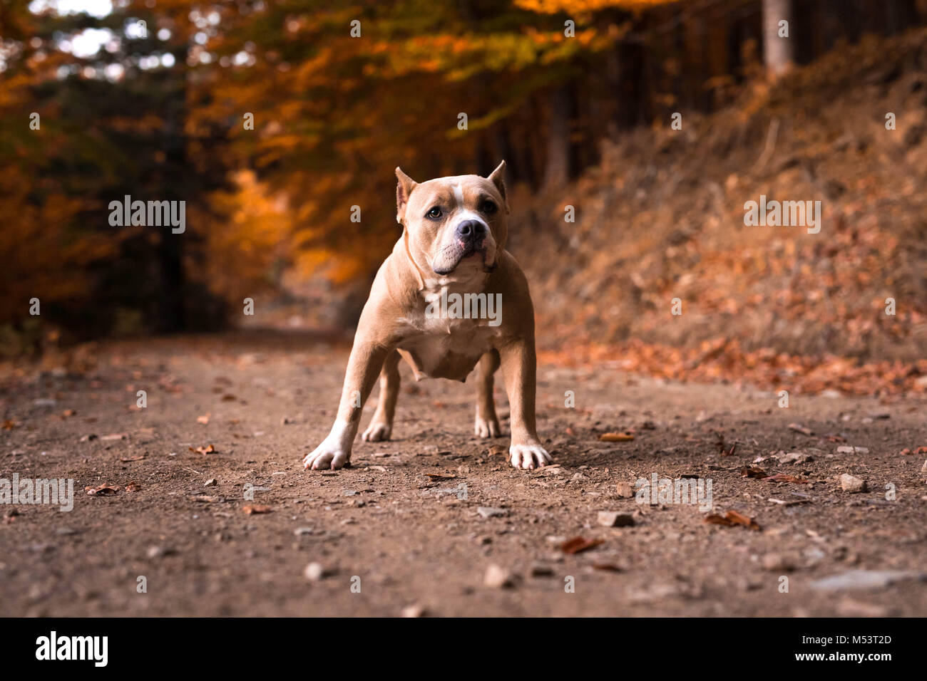 American bully head hi-res stock photography and images - Alamy