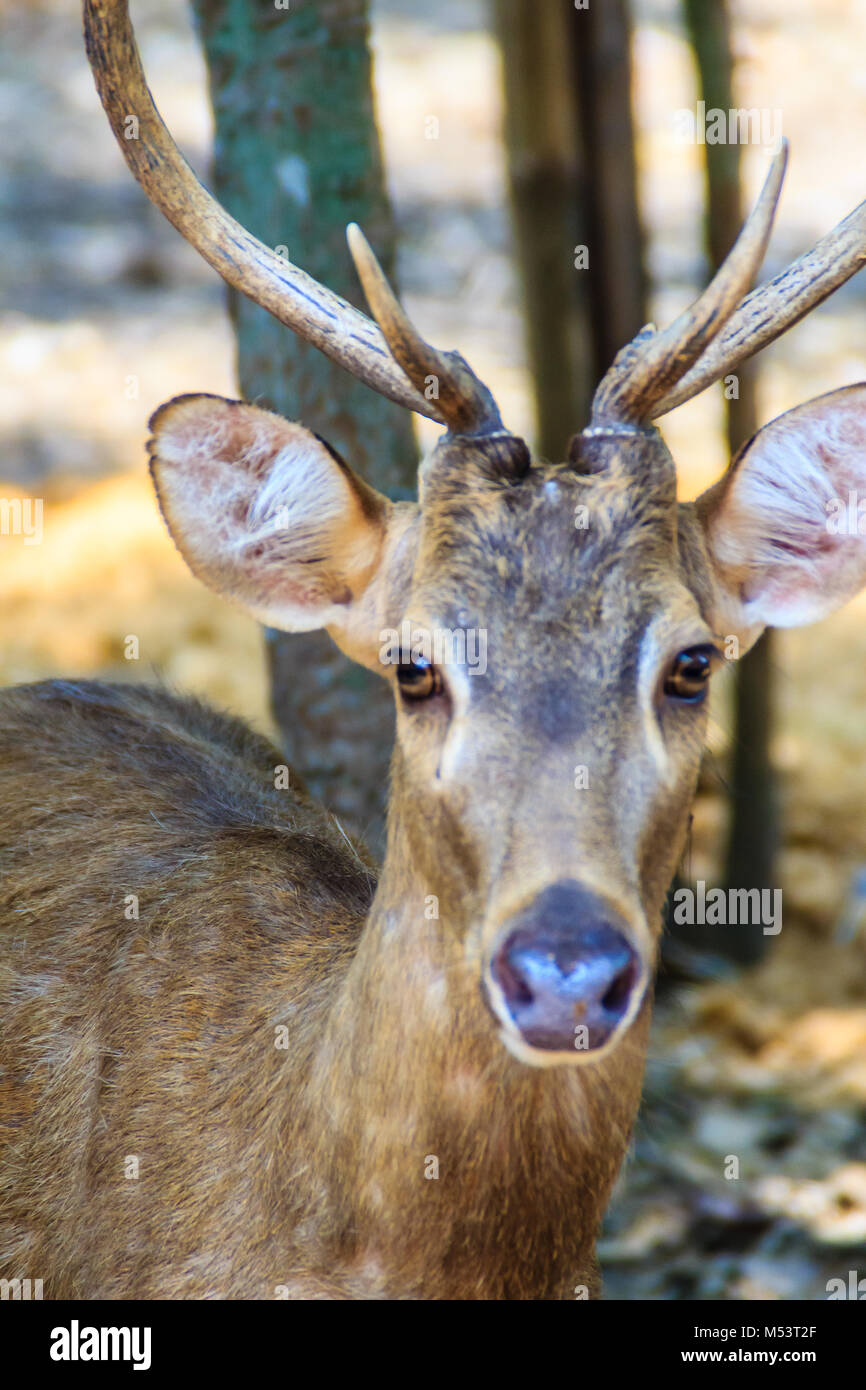 The Indian hog deer (Hyelaphus porcinus) is a small deer whose habitat ...