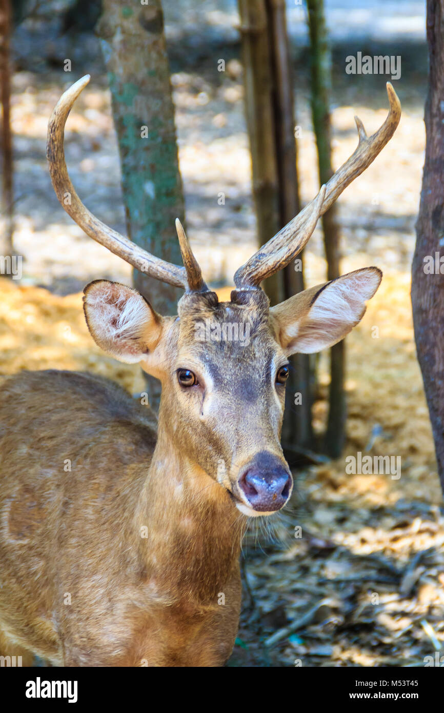 The Indian hog deer (Hyelaphus porcinus) is a small deer whose habitat ...
