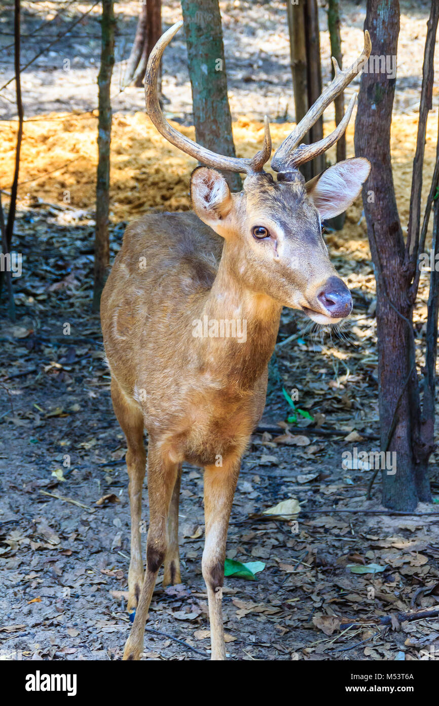 The Indian hog deer (Hyelaphus porcinus) is a small deer whose habitat ...