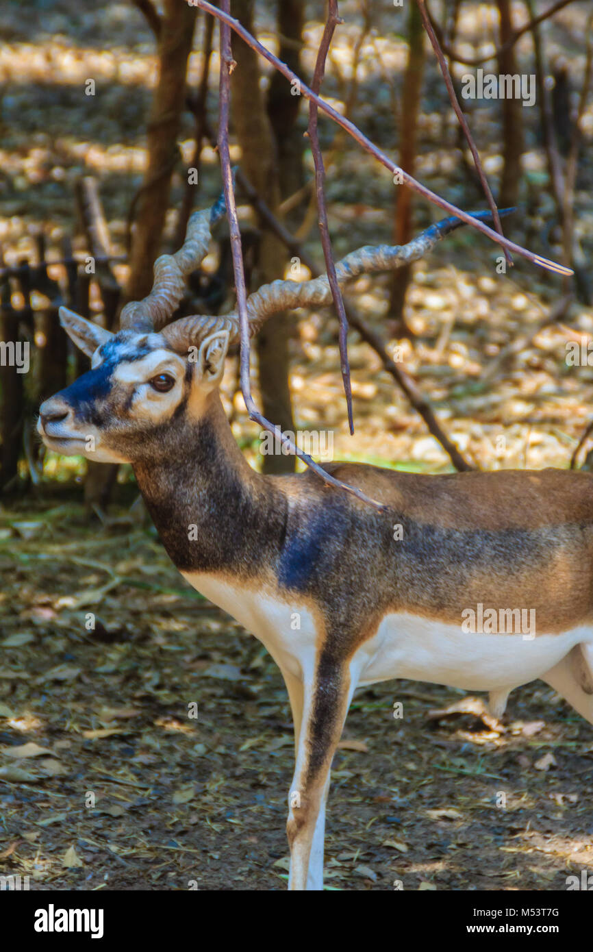 Indian endemic deer hi-res stock photography and images - Alamy
