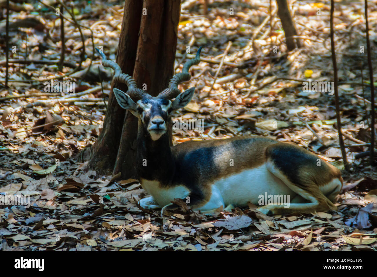 Blackbuck antelope found in india hi-res stock photography and images ...