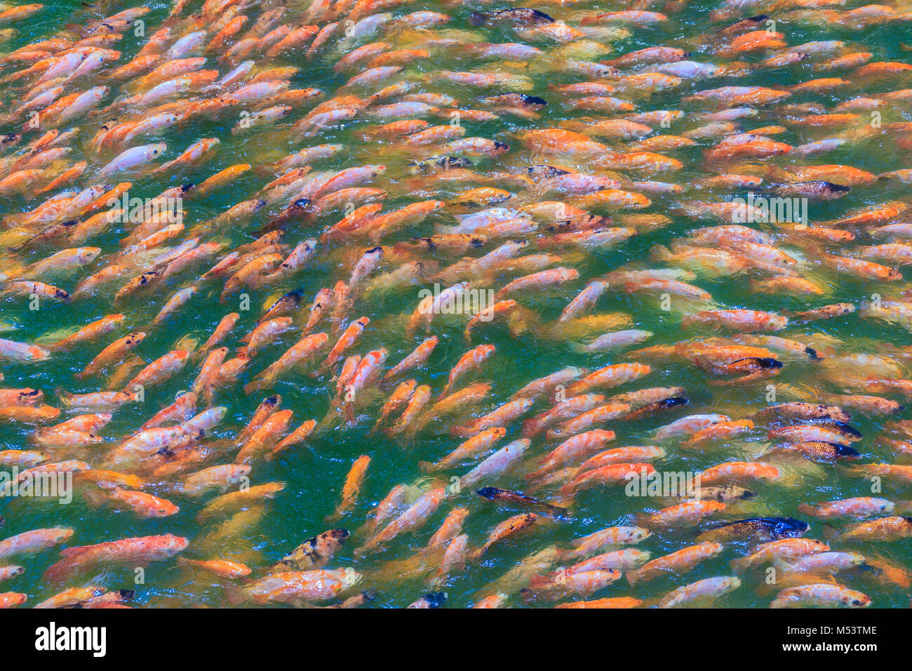 Colorful school of red/orange perch (red tilapia) fish in the fresh ...