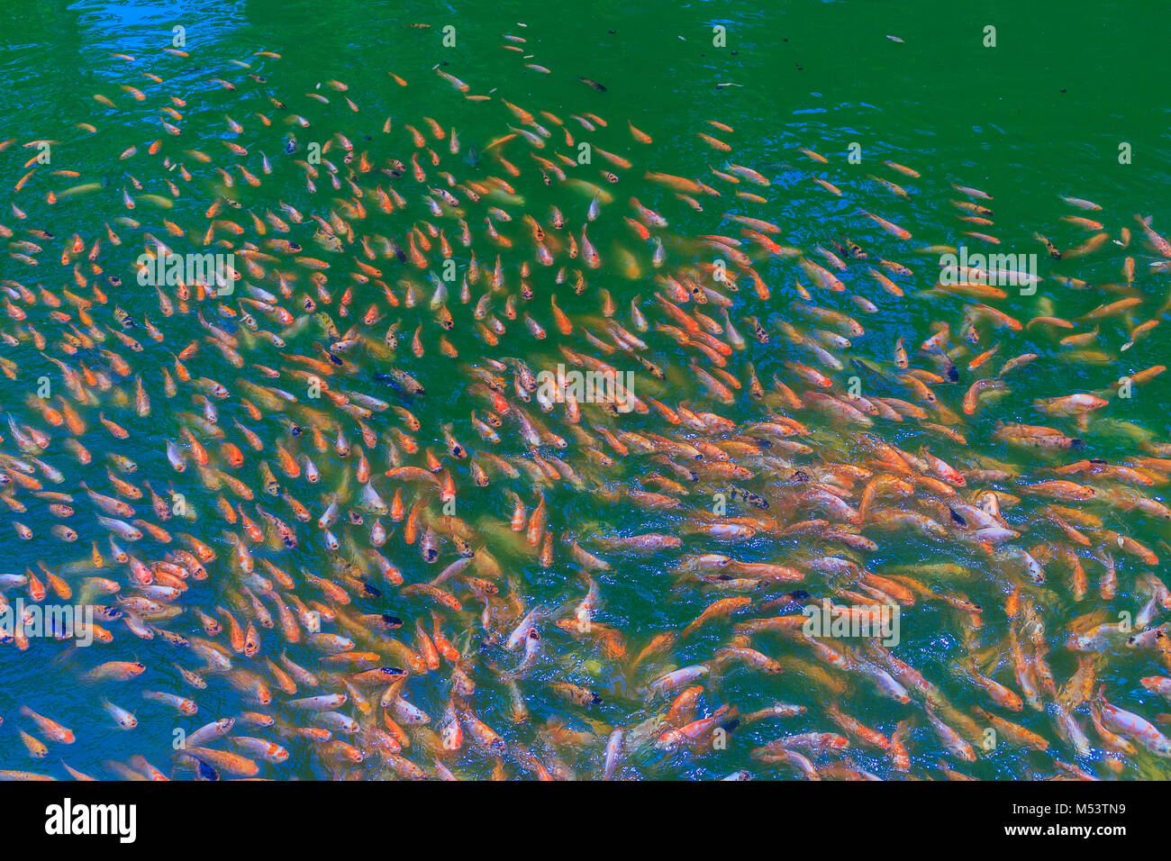 Colorful school of red/orange perch (red tilapia) fish in the fresh ...