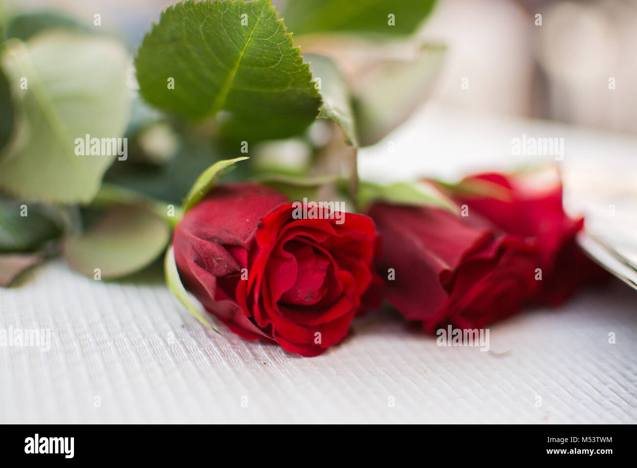 beautiful roses and red wine in front of the amazing Grande canal in ...