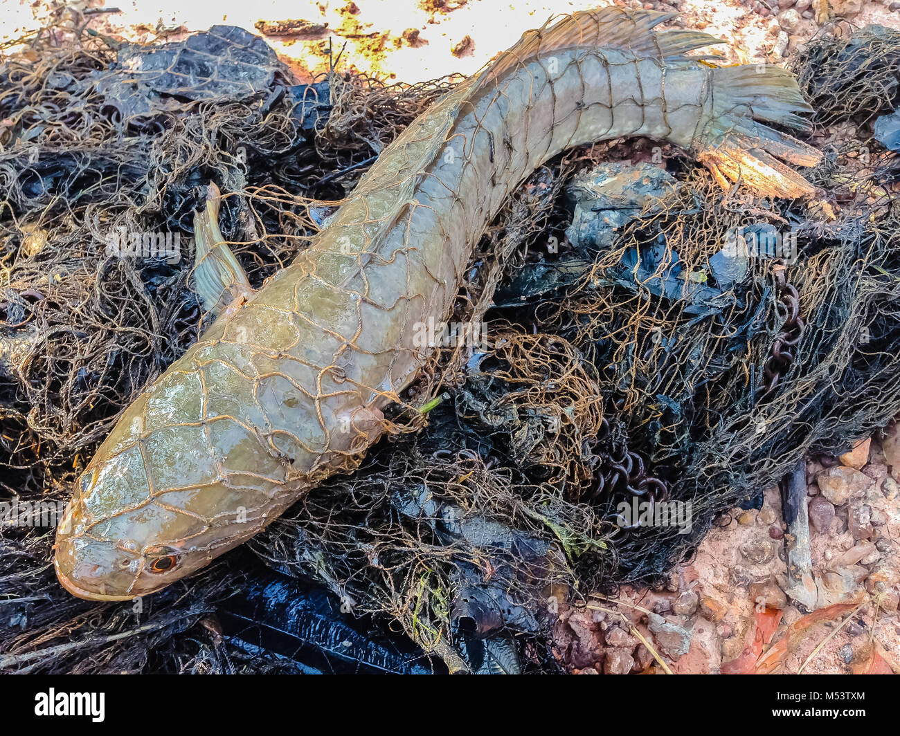Giant snakehead fish hi-res stock photography and images - Alamy