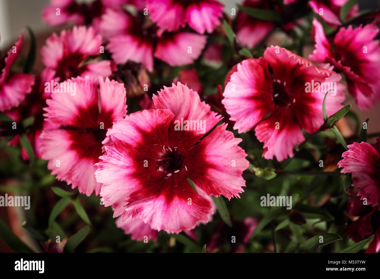 Brightly Pink Carnations in Closeup Stock Photo - Alamy
