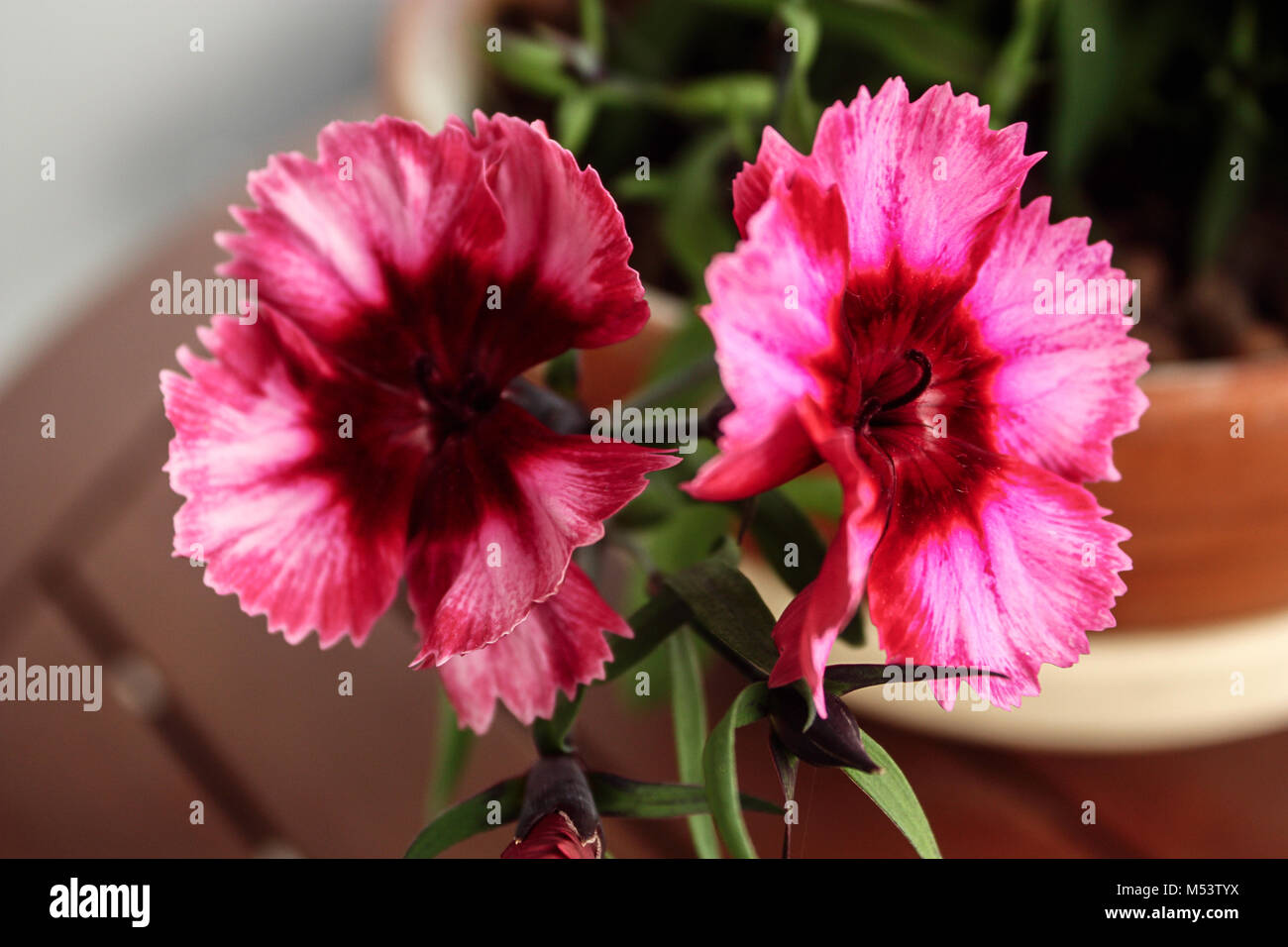 Carnation seeds hi-res stock photography and images - Alamy
