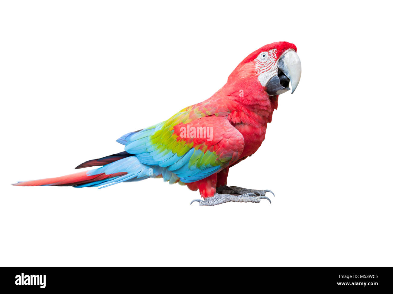 side view full body of scarlet ,red macaw bird isolated white ...