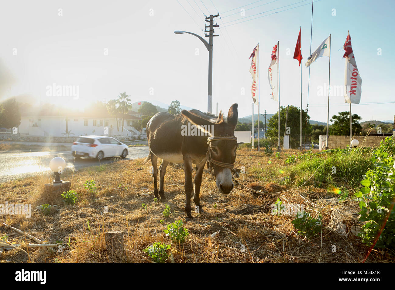 Poor donkey hi-res stock photography and images - Alamy