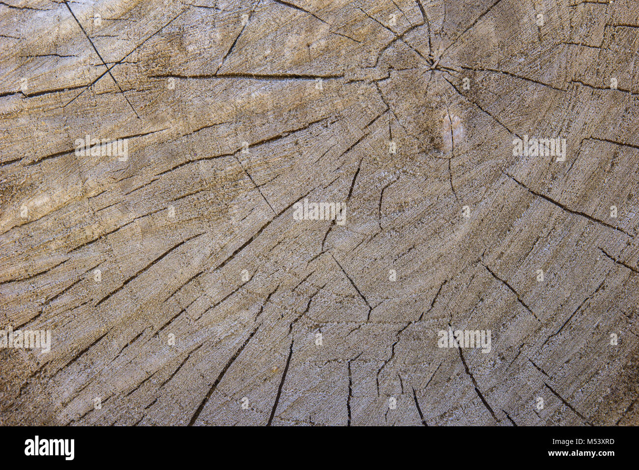 Old nature hi-res stock photography and images - Alamy