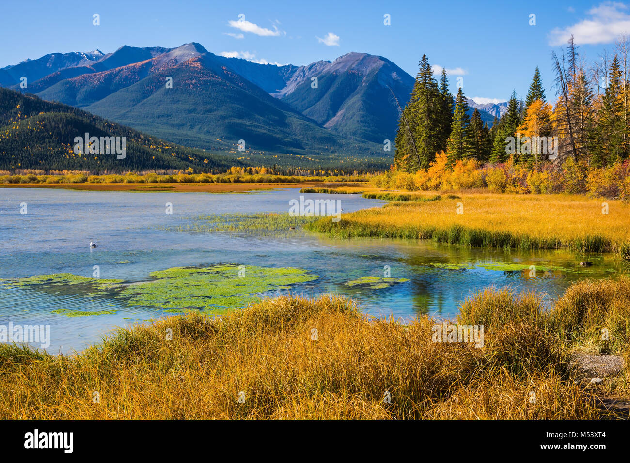 Forest of the lakes hi-res stock photography and images - Alamy