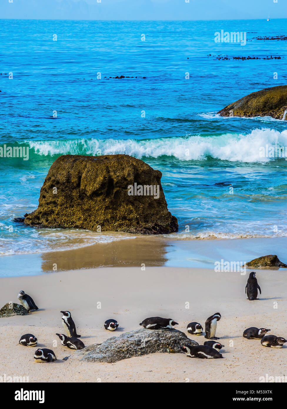 Table mountain wildlife hi-res stock photography and images - Alamy