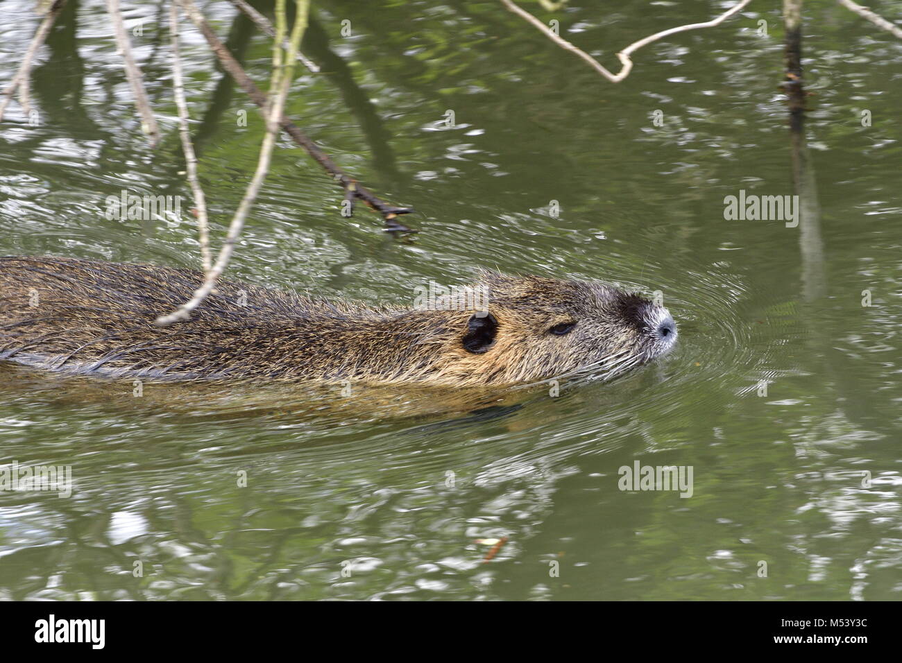 Coypu teeth hi-res stock photography and images - Alamy