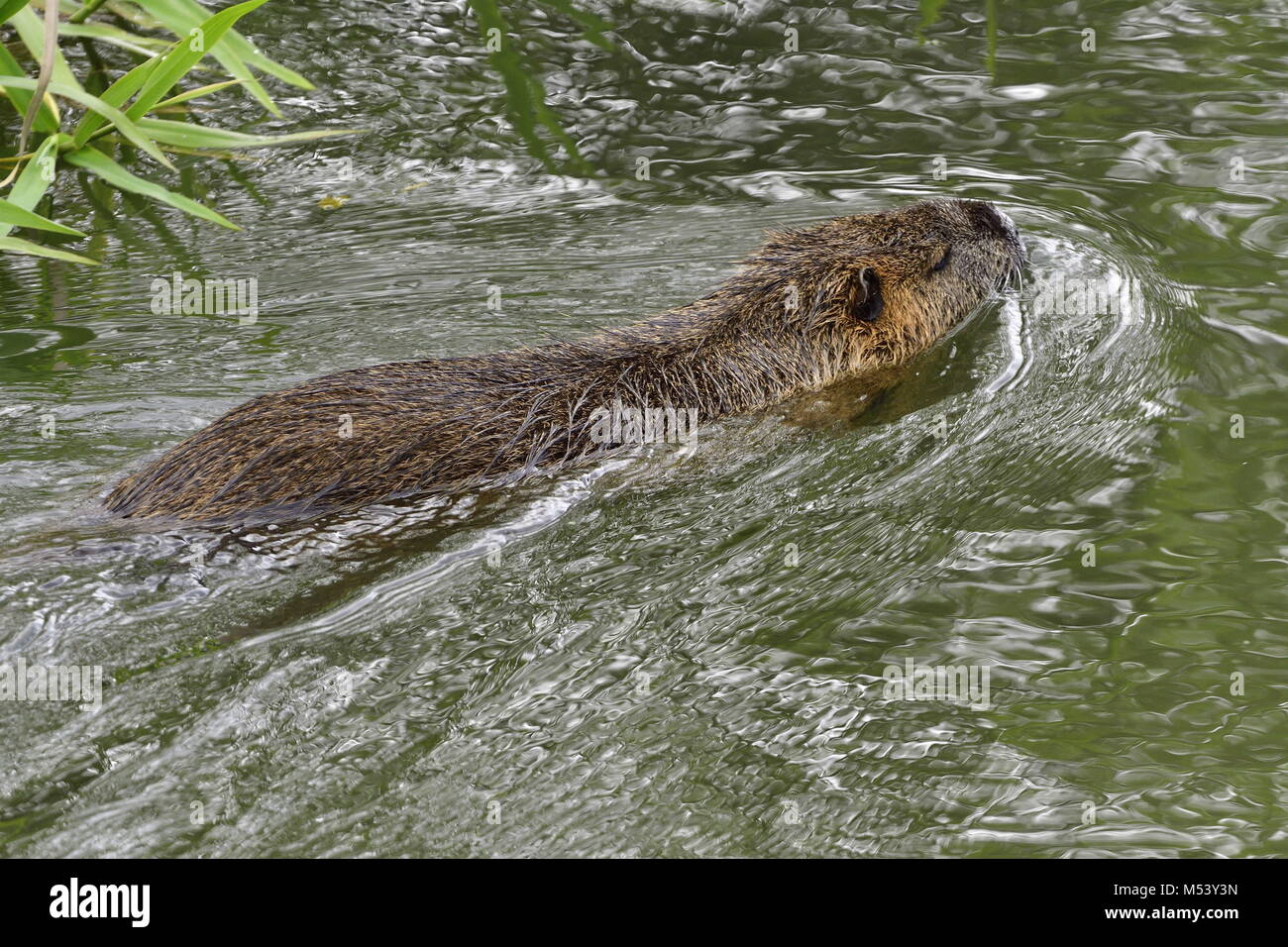 Coypu hi-res stock photography and images - Alamy