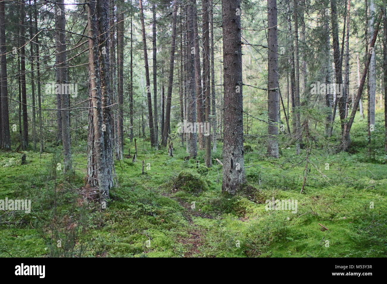 Walking path among nature hi-res stock photography and images - Alamy