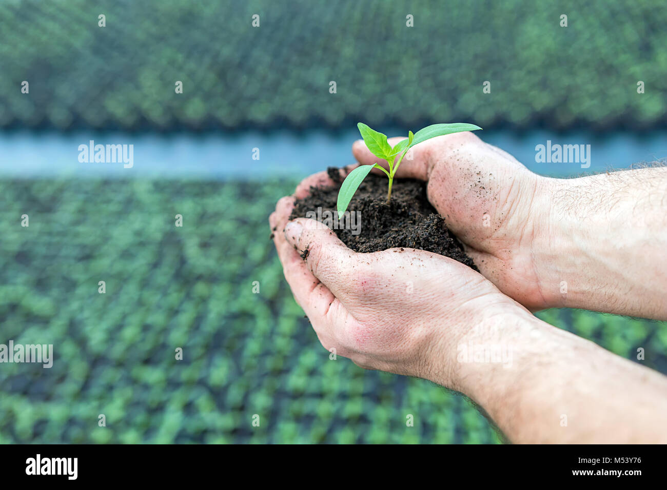 Hands holding Seedling with ground in a greenhouse Stock Photo - Alamy