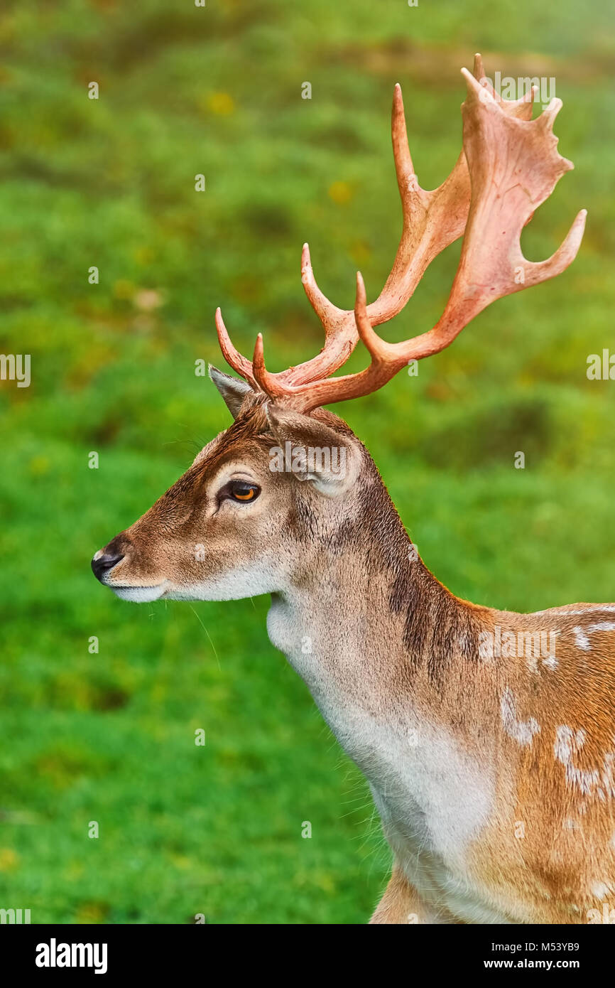 Portrait of Deer Stock Photo - Alamy