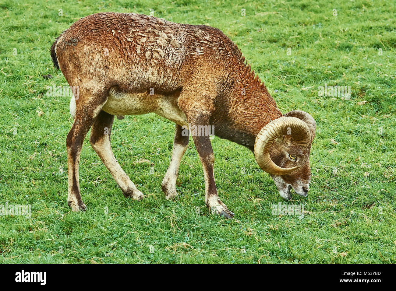 Ram on the Grass Stock Photo - Alamy