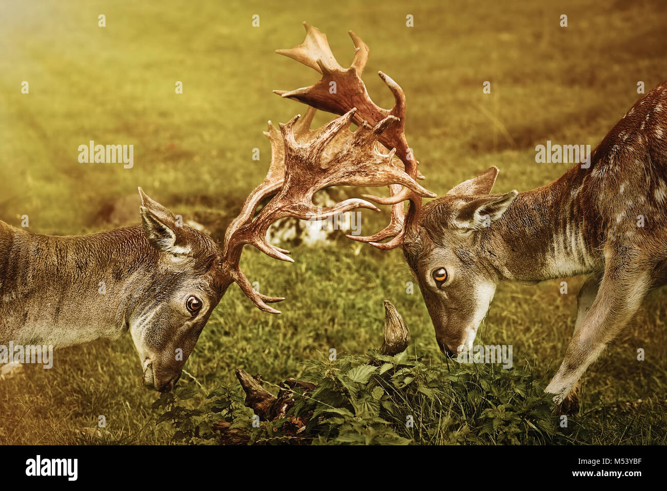 Closeup of Deer Fight Stock Photo - Alamy