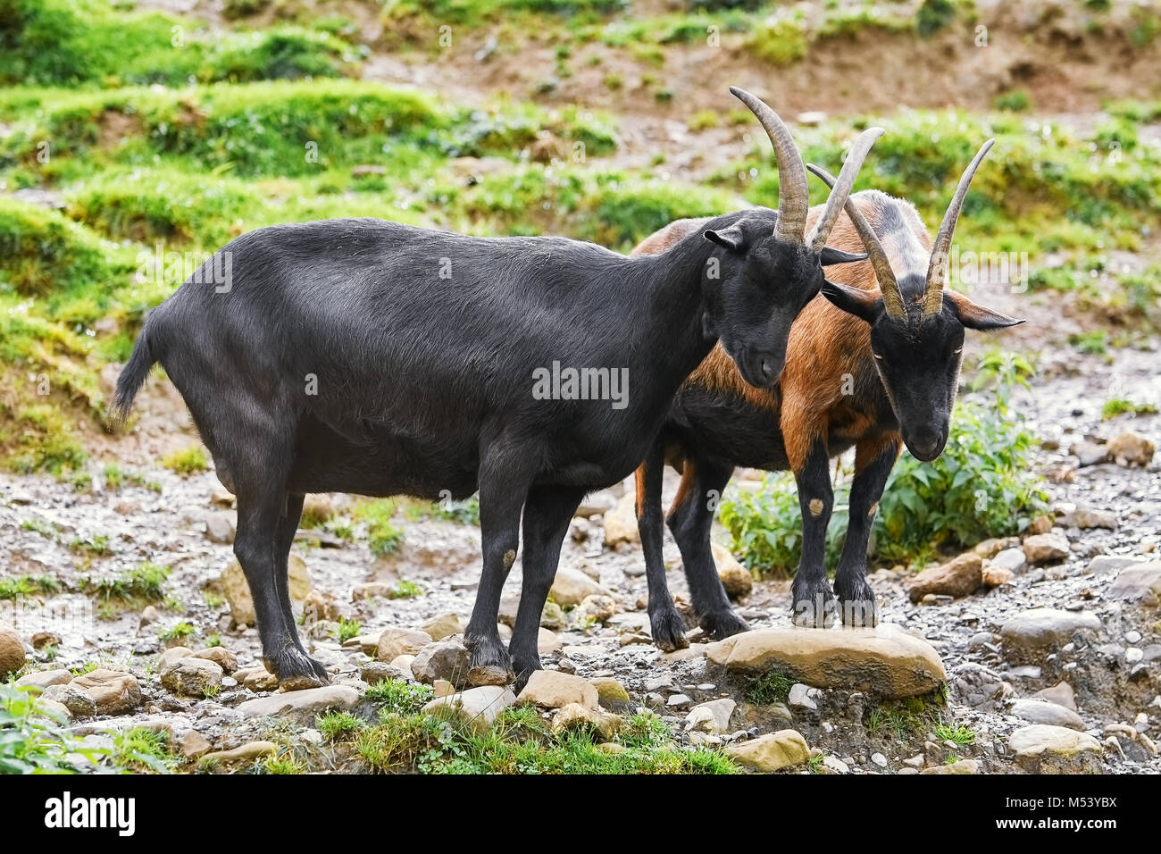 Raising goats hi-res stock photography and images - Alamy