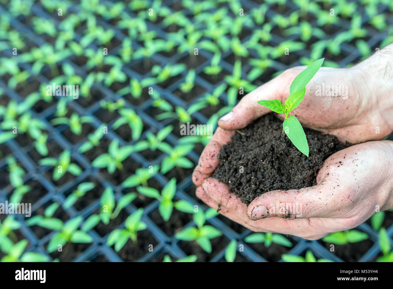 Hands holding Seedling with ground in a greenhouse Stock Photo - Alamy