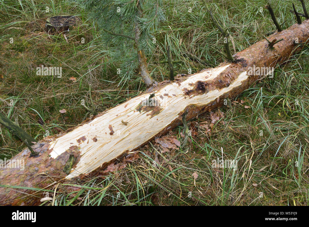 Bite, by deer Stock Photo - Alamy