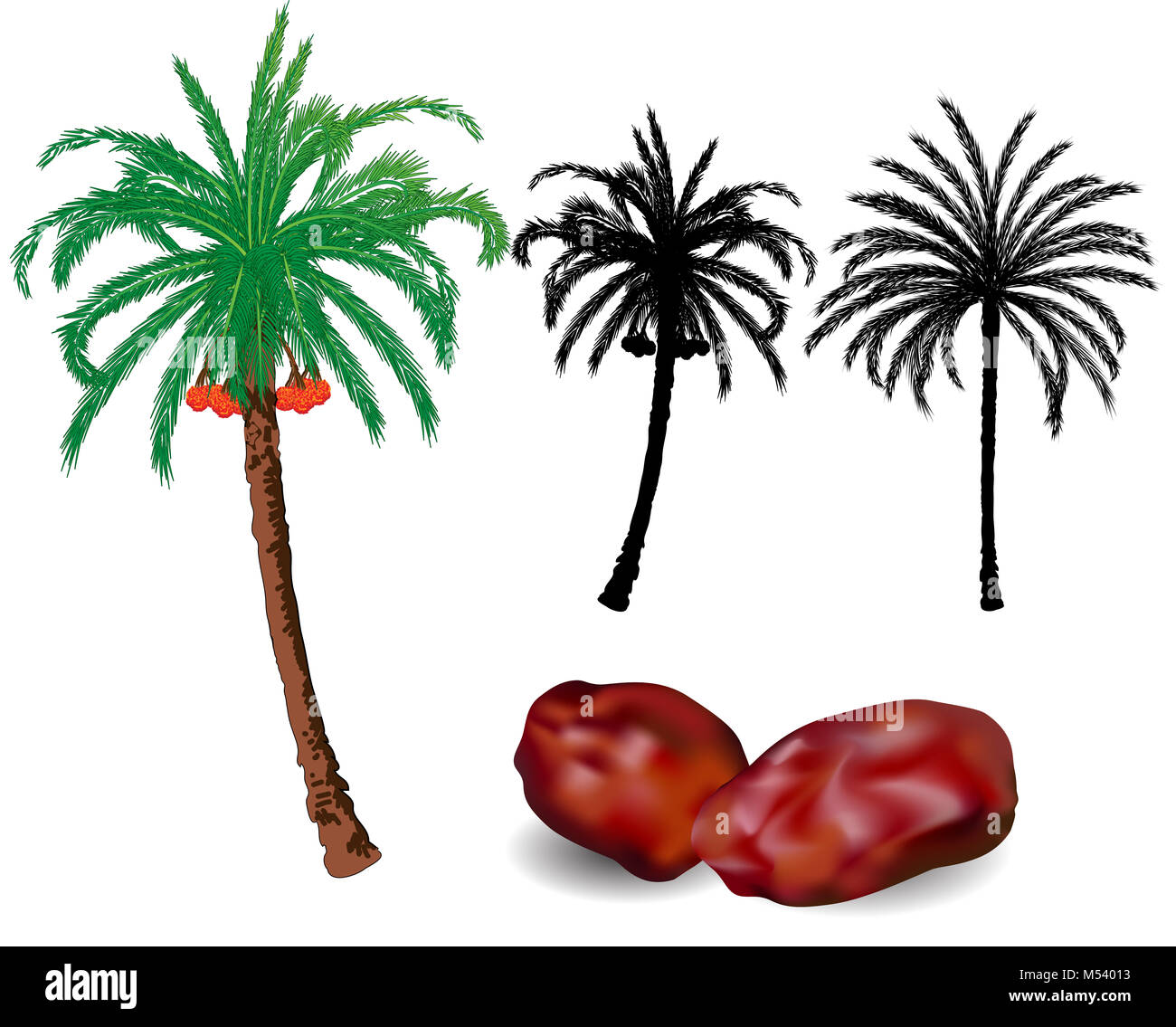 Dates Palm trees and fruit - vector illustration Stock Photo - Alamy