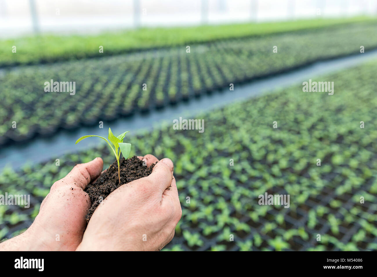 Hands holding Seedling with ground in a greenhouse Stock Photo - Alamy