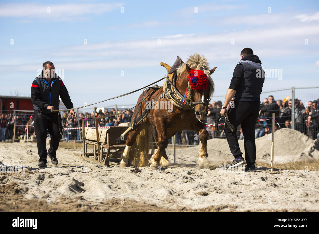 Horse pulling heavy load hi-res stock photography and images - Alamy