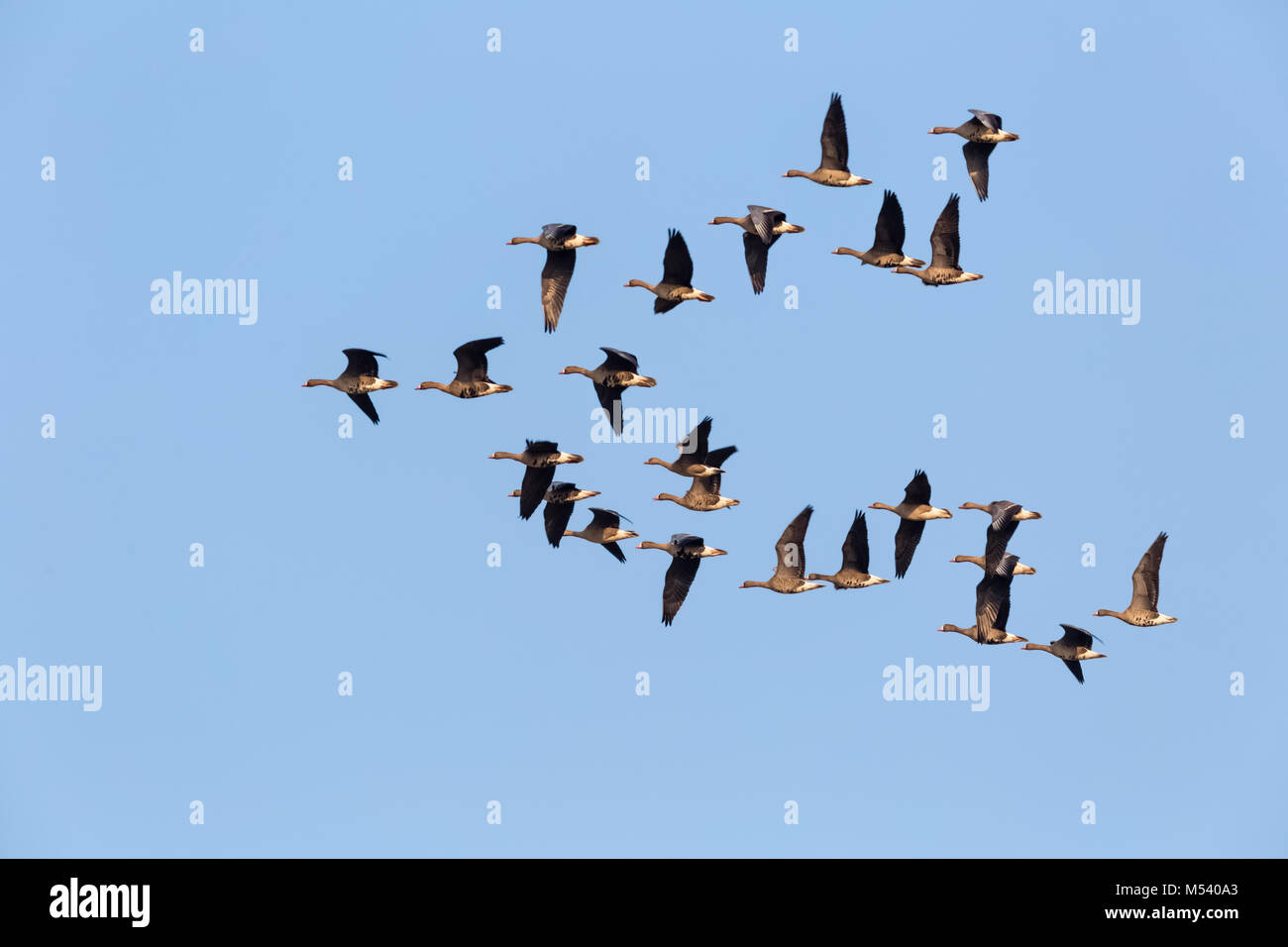 wild geese flying Stock Photo - Alamy