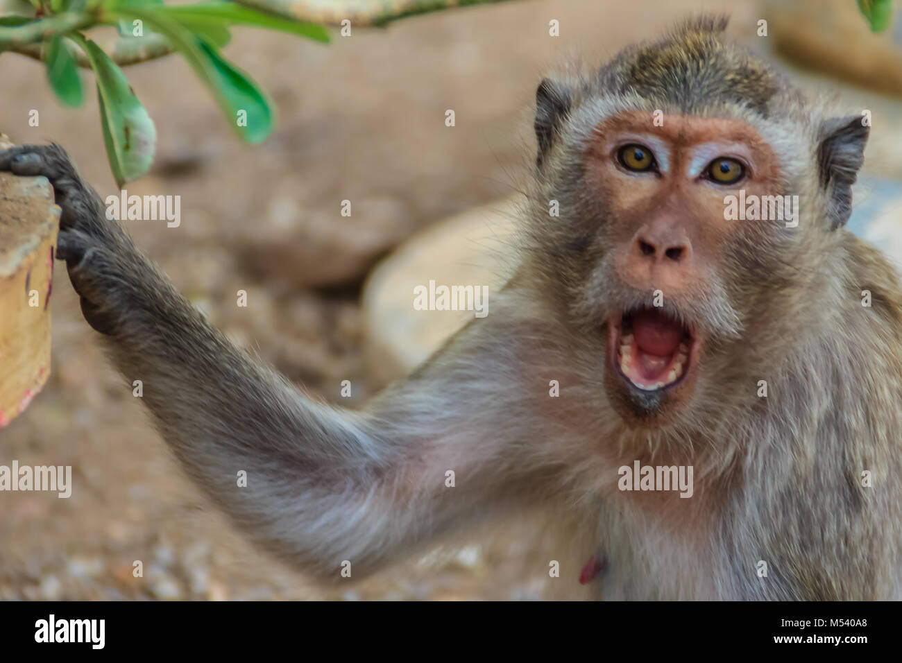 Angry Monkey High Resolution Stock Photography and Images - Alamy