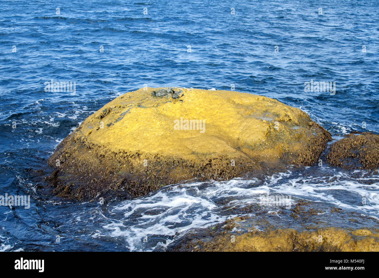 Yellow sea plants hi-res stock photography and images - Alamy