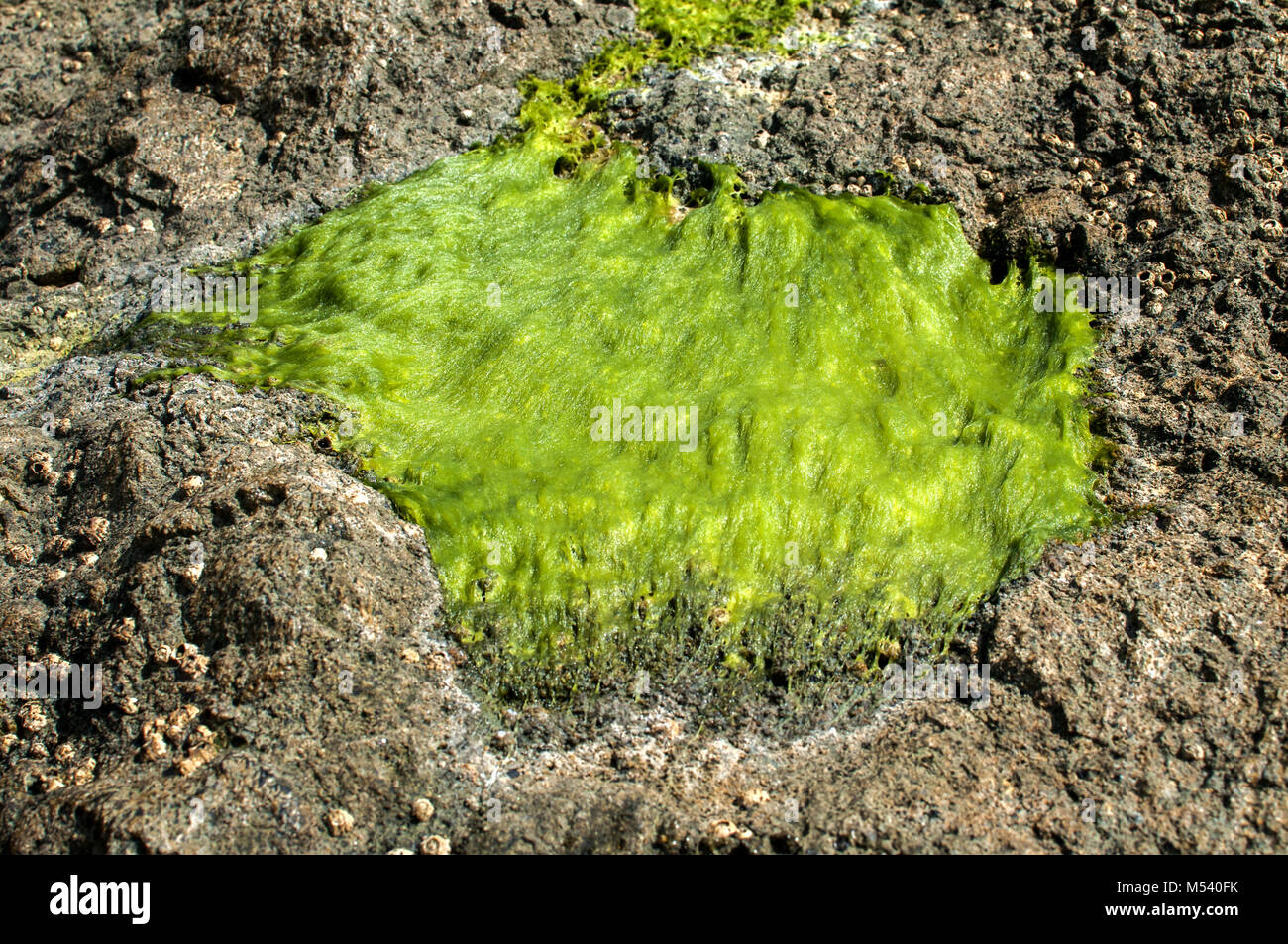 Rock surface with green algae Stock Photo - Alamy